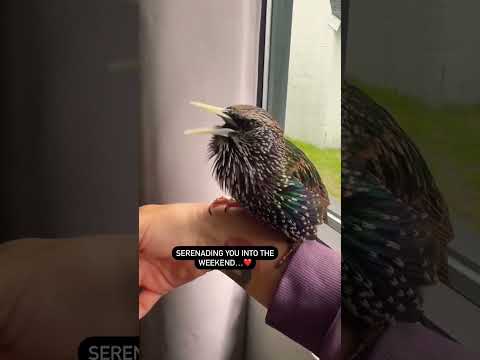 European starling 🖤 #p1 #birds #starling #viral #shorts #short #youtubeshorts insta:inkydragon