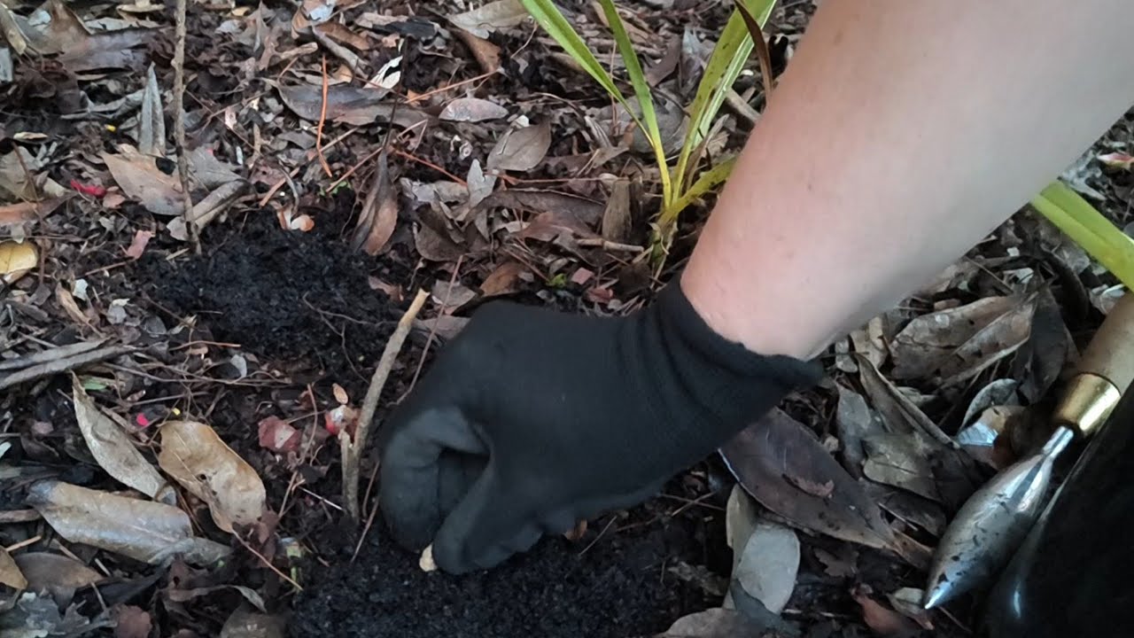 Planting Spring Star Flower Bulbs, Ipheion Uniflorum, After a Long Day...  Reverse Homesteading