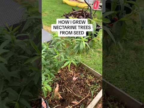 Growing nectarine trees from seed