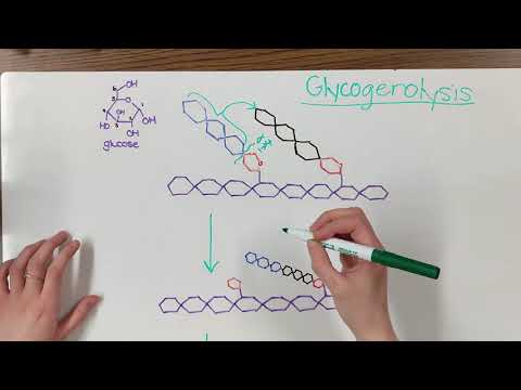 Glycogenolysis Process