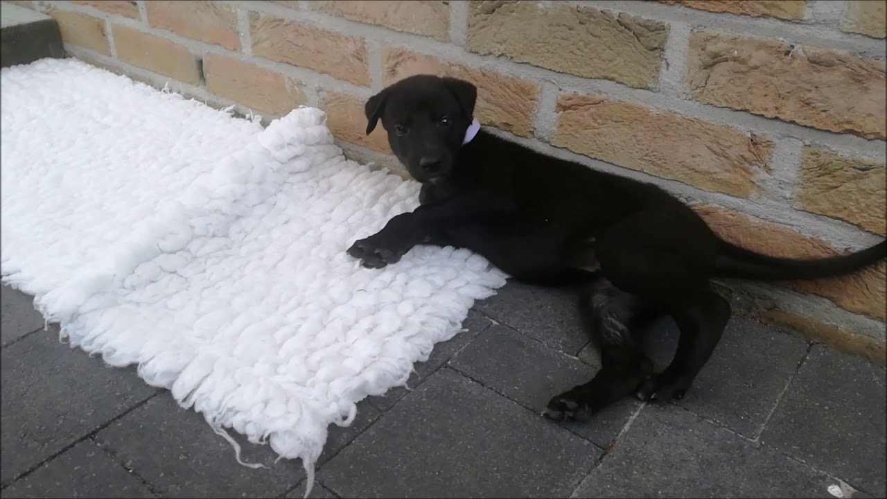 Greyhound pups growing up