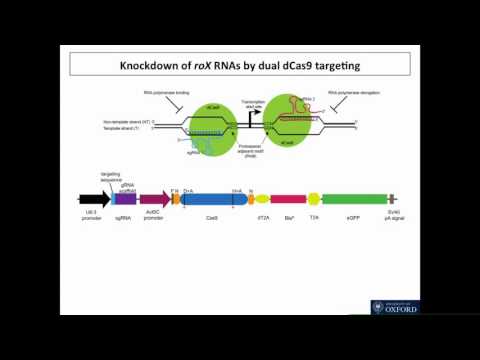 JL Liu: Effective knockdown of Drosophila long noncoding RNAs by CRISPR interference.