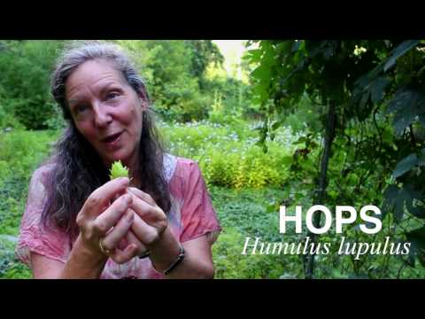 Plant Medicine Series: Hops