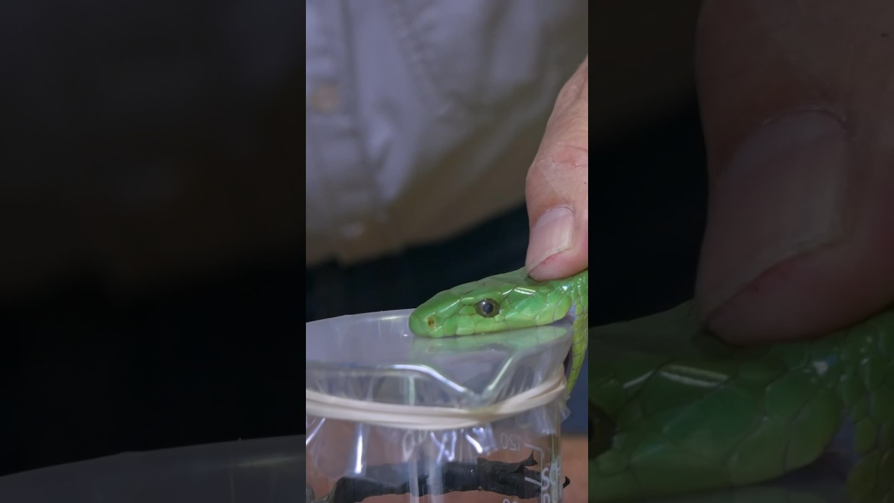 Green Mamba Bites and Venom Extraction