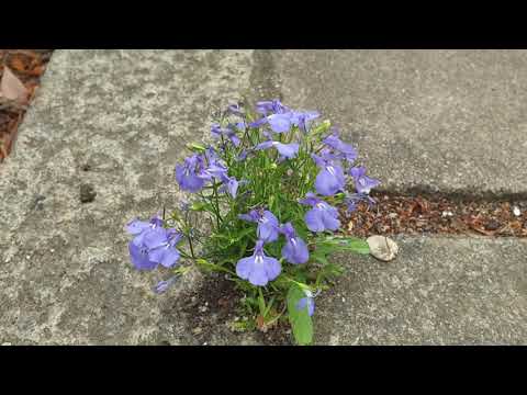 Lobelia flowers (Lobelia erinus) in the breeze