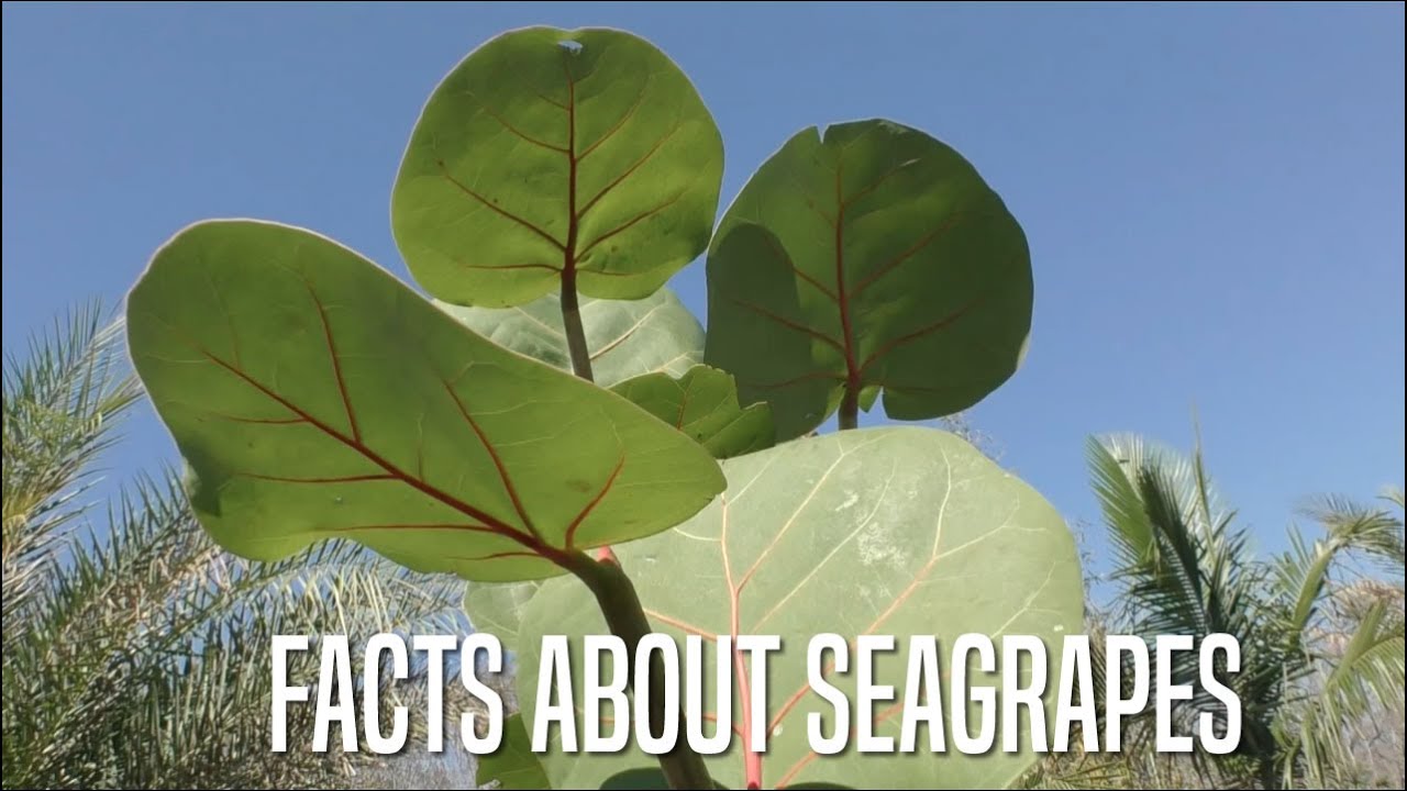 Facts About Seagrapes