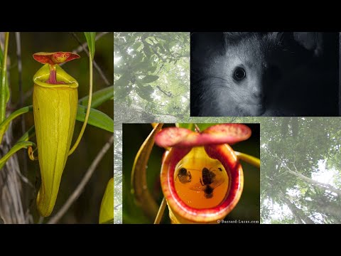 Flora and Fauna Adaptations to Tropical Rainforests! Aye Aye & Pitcher Plant