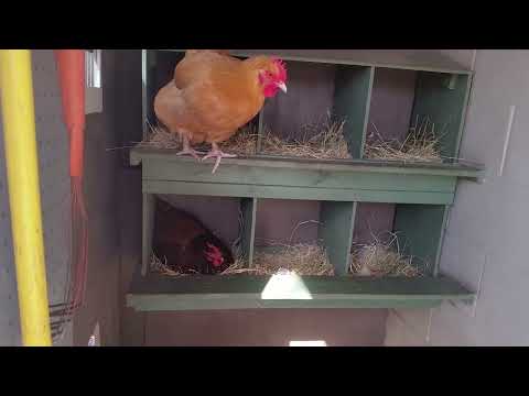 The Chicken Egg Song: It's Not Just An Egg Song!