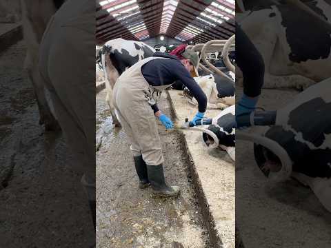 ✂️ The Real Reason Farmers Trim Cow Tails – Explained by a USA Farm Girl 🐄