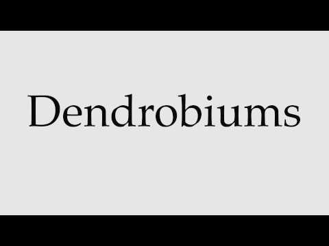 How to Pronounce Dendrobiums