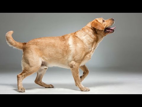 Labrador Retriever Documentary ( Family Dog, Gun dog, good with kids)