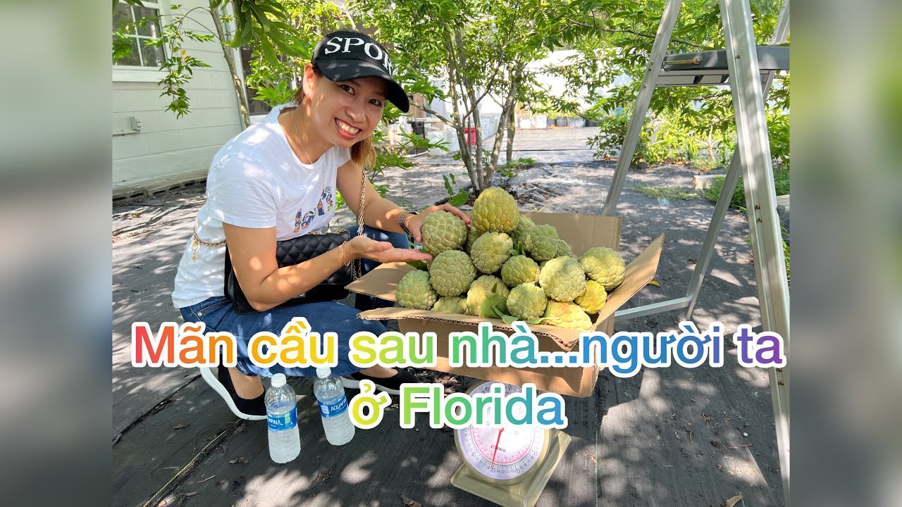 #145 - Mãn cầu sau vườn nhà ở Florida | Hoang Anh Nguyen