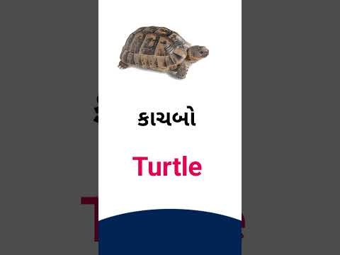 Turtle meaning in Gujarati - English Dictionary
