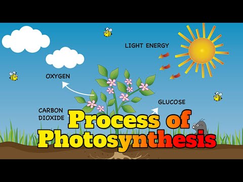What is Photosynthesis and How Does it Work?