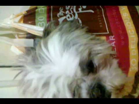 Leaked Video!! New meaning to DOGGIE BAG ;)