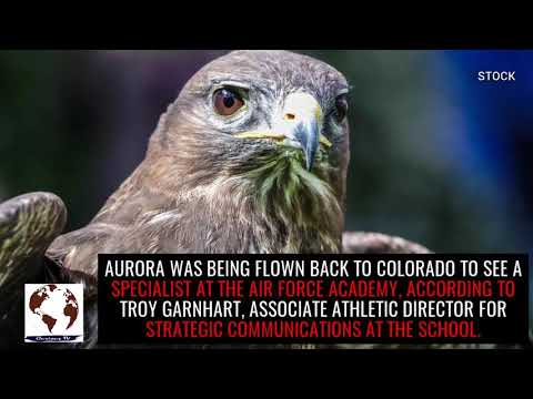One of the Air Force falcon mascot suffers major injury in Army prank