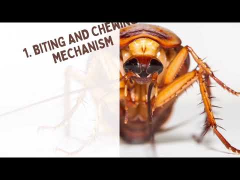 FEEDING MECHANISMS AND HABITS IN LIVING ORGANISMS