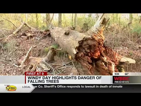 Windy day highlights danger of falling trees