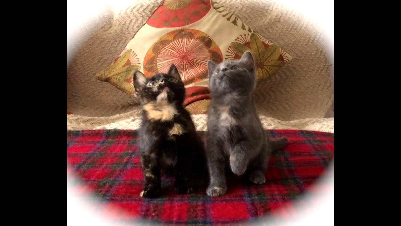 Dancing kittens viral video will make you want to adopt them - The Mirror