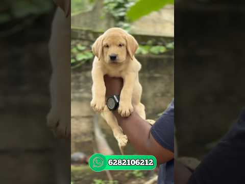 Labrador puppies available | lab puppies for sale Kerala | lab sale | Labrador sale | Labrador puppy