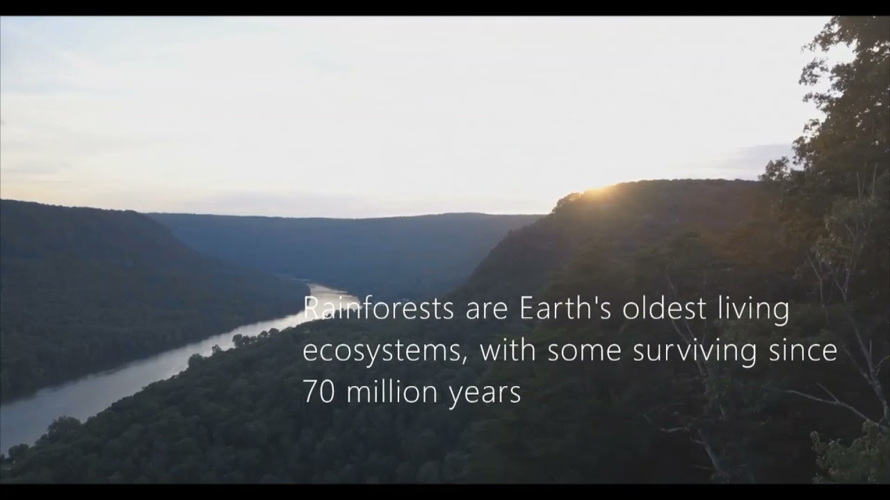 World Rainforest Day