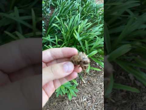 Another Crazy Cicada Shell! #shorts
