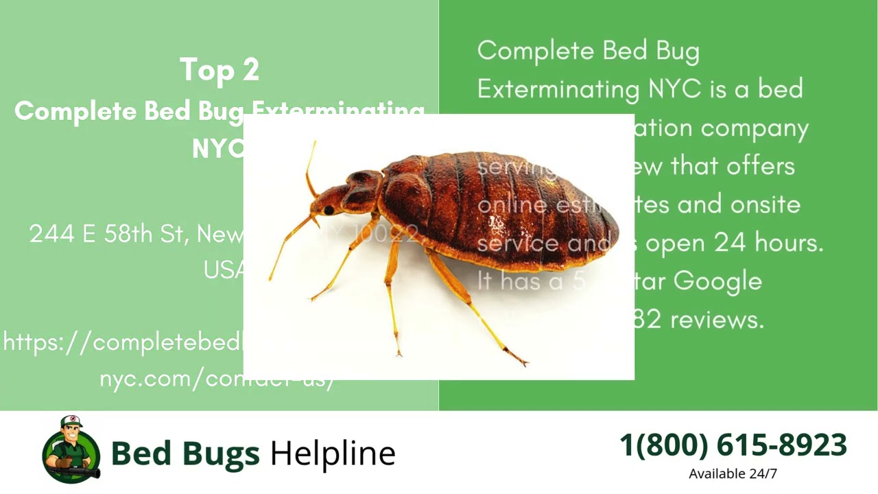Top 3 Bed Bug Removal in Bellview