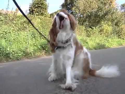 How to Spot the Symptoms of Syringomyelia in Cavalier King Charles Spaniels