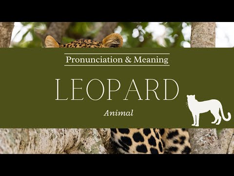 How to Pronounce: Leopard | Pronunciation & Meaning (British English)