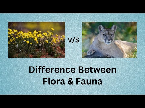 Difference Between Flora and Fauna | Forget Flora and Fauna: Here's Everything You Need to Know