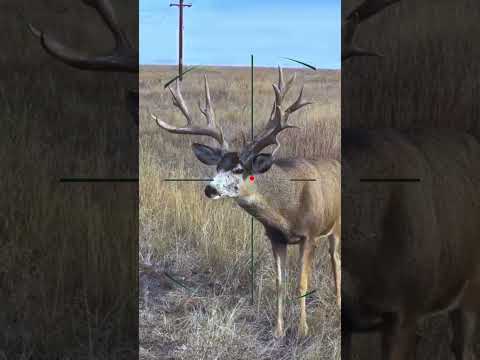 Deer hunting | Chasse au cerf | Caccia al cervo