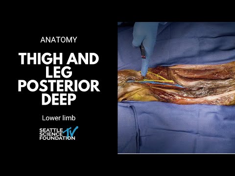 Lower limb: thigh and leg posterior deep