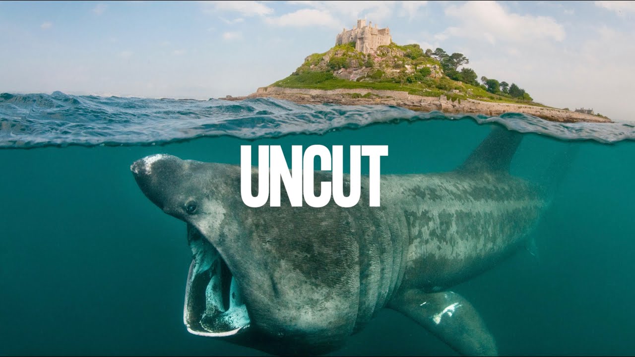 The Uncut Collection