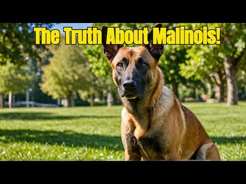 Belgian Malinois: Super Dog or High Maintenance? | Dog Training | Malinois | Dog Breeds