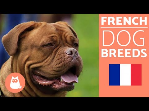 Top 10 French Dog Breeds