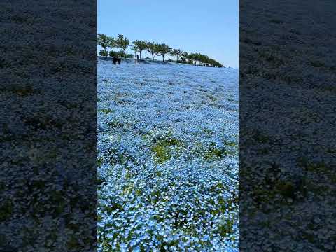 Wow!😯😯😯 #Nemophila _Sea of blue flowers , #Maishima , #Osaka 🇯🇵 #shorts