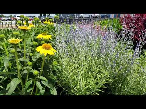 Perovskia Lacey Blue (Compact Russian Sage)