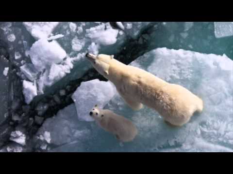 Year 9 Biodiversity Video Examples 2015
