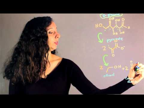 The Chemistry of Fermentation : Chemistry Rundown