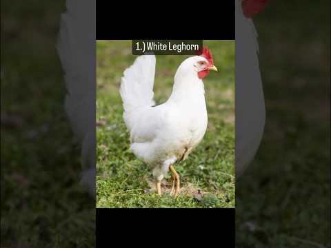 Top 5 chicken breeds that EVERYONE should get!🐓. #chickens #tips #farmlife #country #chicken