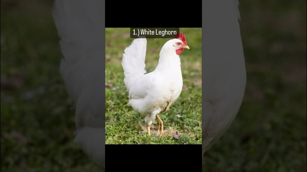 Top 5 chicken breeds that EVERYONE should get!🐓.   #chickens #tips #farmlife #country #chicken