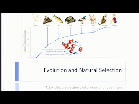 Artificial Selection | Evolution and Natural Selection