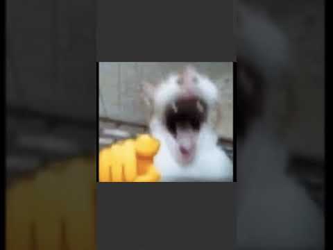 Cat laughing at you #catlaughs #memes #funny