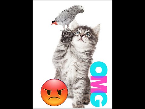 #Cat training#Army cat#Military cat#Tactical cat#Camouflage cat#Soldier cat#Battle cat#shortvideo