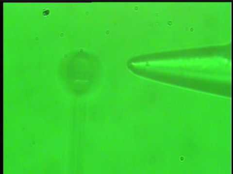 High frequency microsphere pedulum actuation