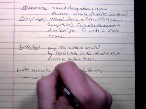 Hormones and Surfactant in the Lungs