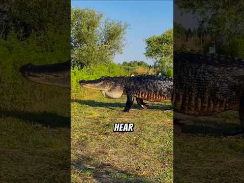 5 Facts About Crocodiles They Never Taught You 😱💀🙏