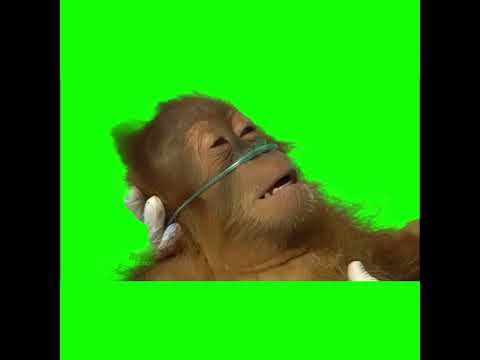 Sick Orangutan Monkey meme - Green Screen
