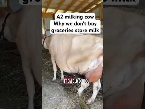 A2 milking cows