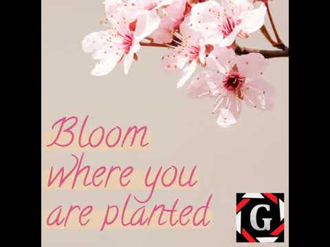 Bloom where you are planted